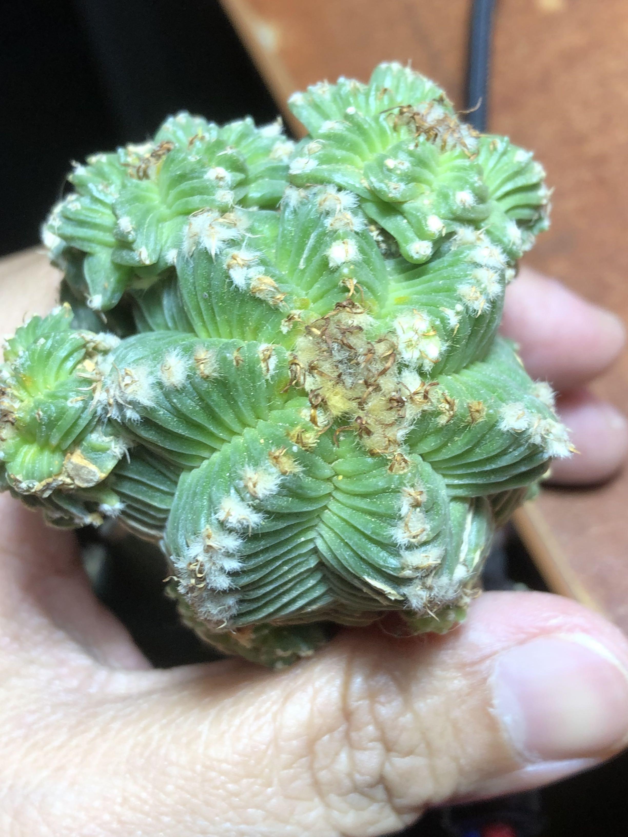 Aztekium Ritteri grafted, Furniture & Home Living, Gardening, Plants ...