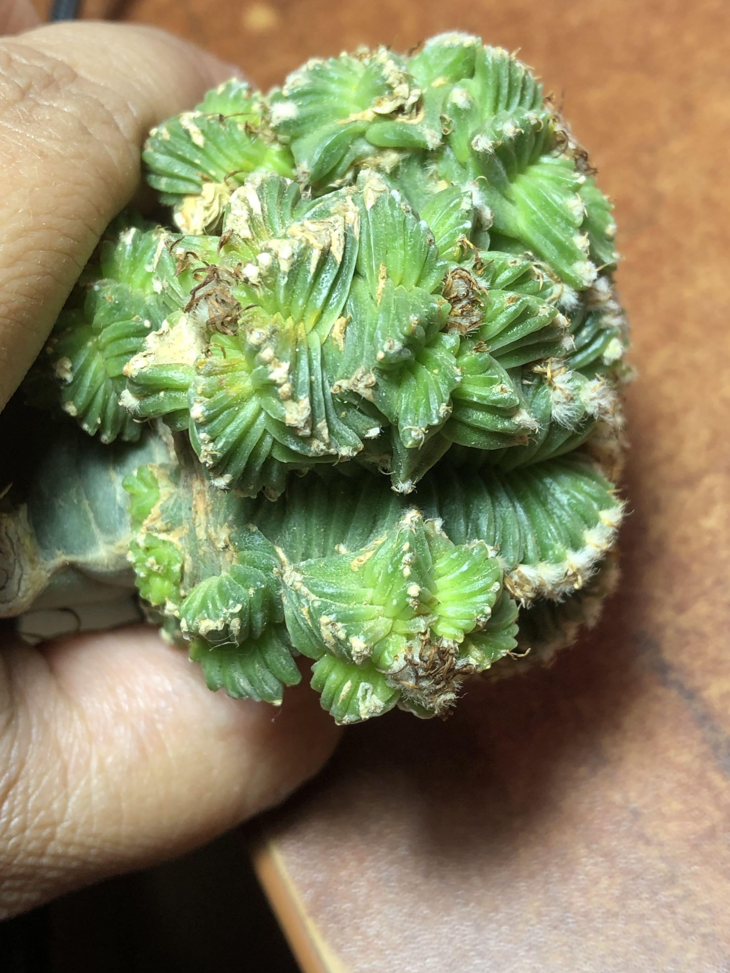Aztekium Ritteri grafted, Furniture & Home Living, Gardening, Plants ...