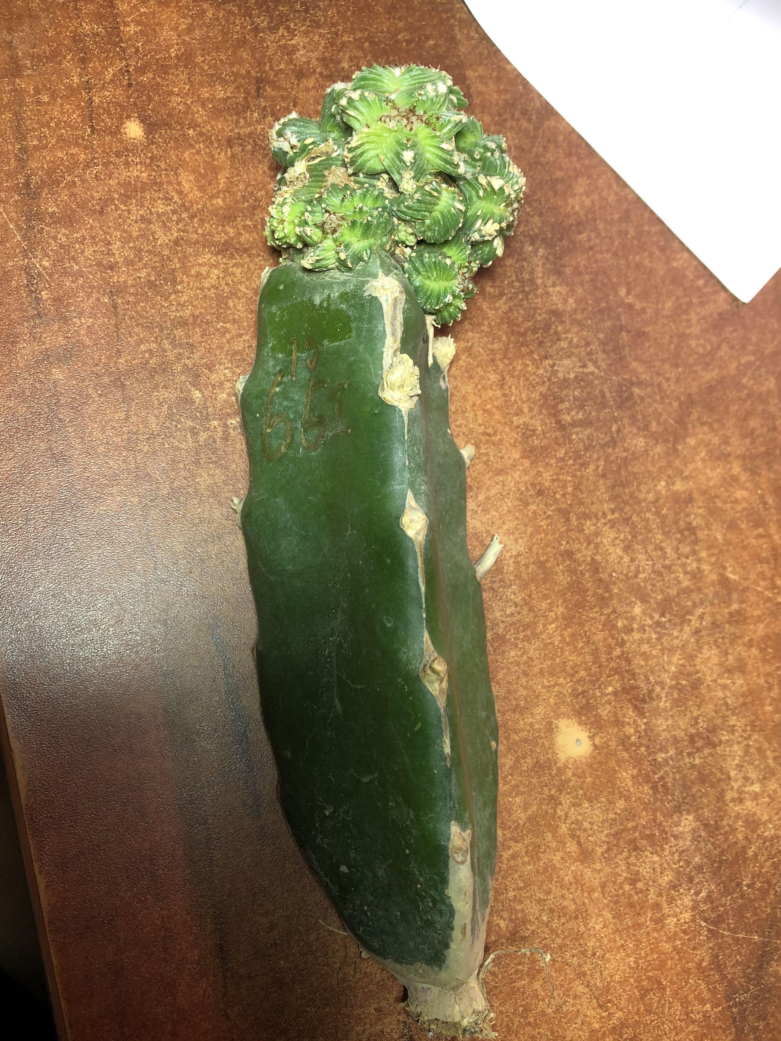 Aztekium Ritteri grafted, Furniture & Home Living, Gardening, Plants ...