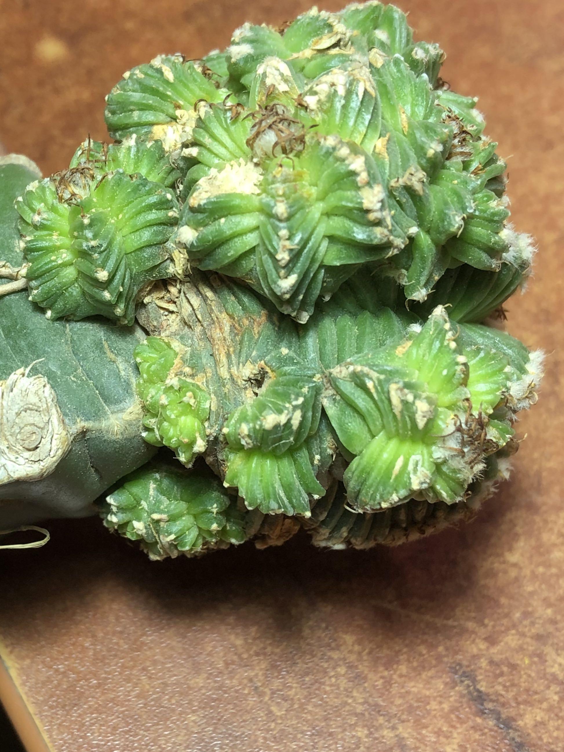 Aztekium Ritteri grafted, Furniture & Home Living, Gardening, Plants ...