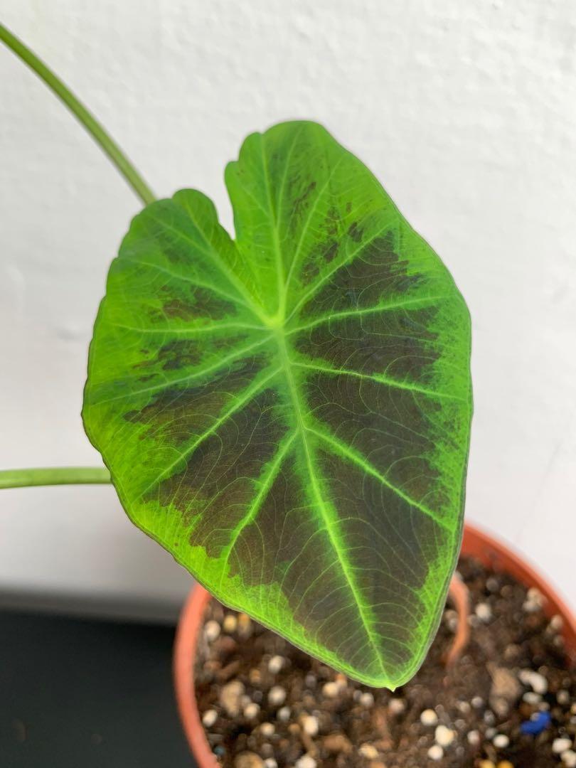 Colocasia esculenta 'Illustris' Imperial Taro, Furniture & Home Living ...