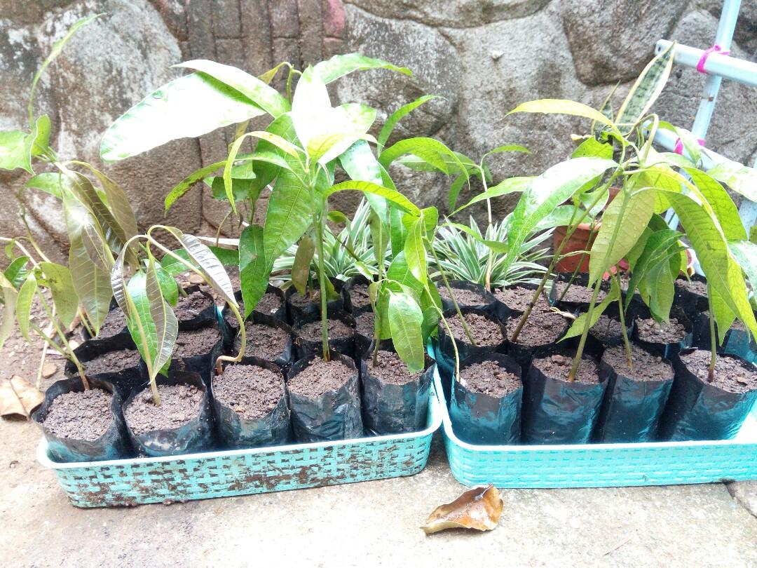 For sale mango seedlings | Punla ng mangga, Furniture & Home Living ...