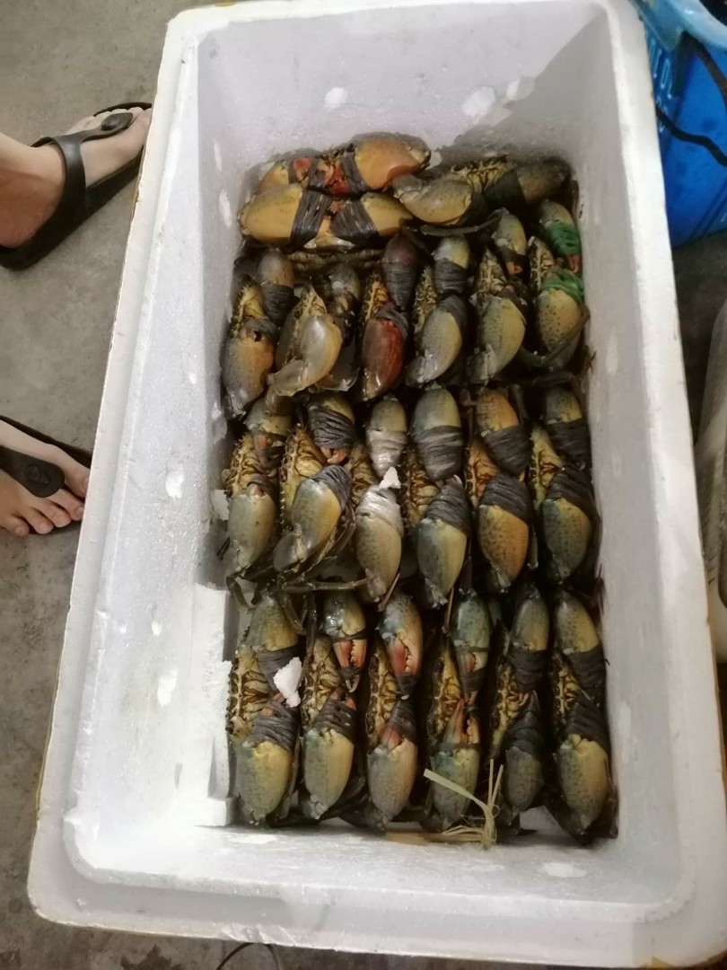 Frozen Mud Crab Indonesian, Food & Drinks, Local F&Bs, Chinese on Carousell