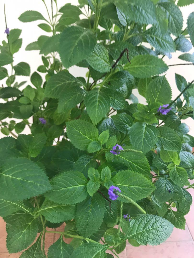 Indian Snakeweed Plant - Flower Plant, Furniture & Home Living ...