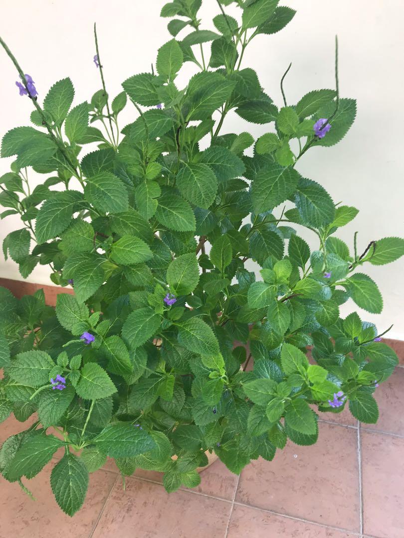 Indian Snakeweed Plant - Flower Plant, Furniture & Home Living ...