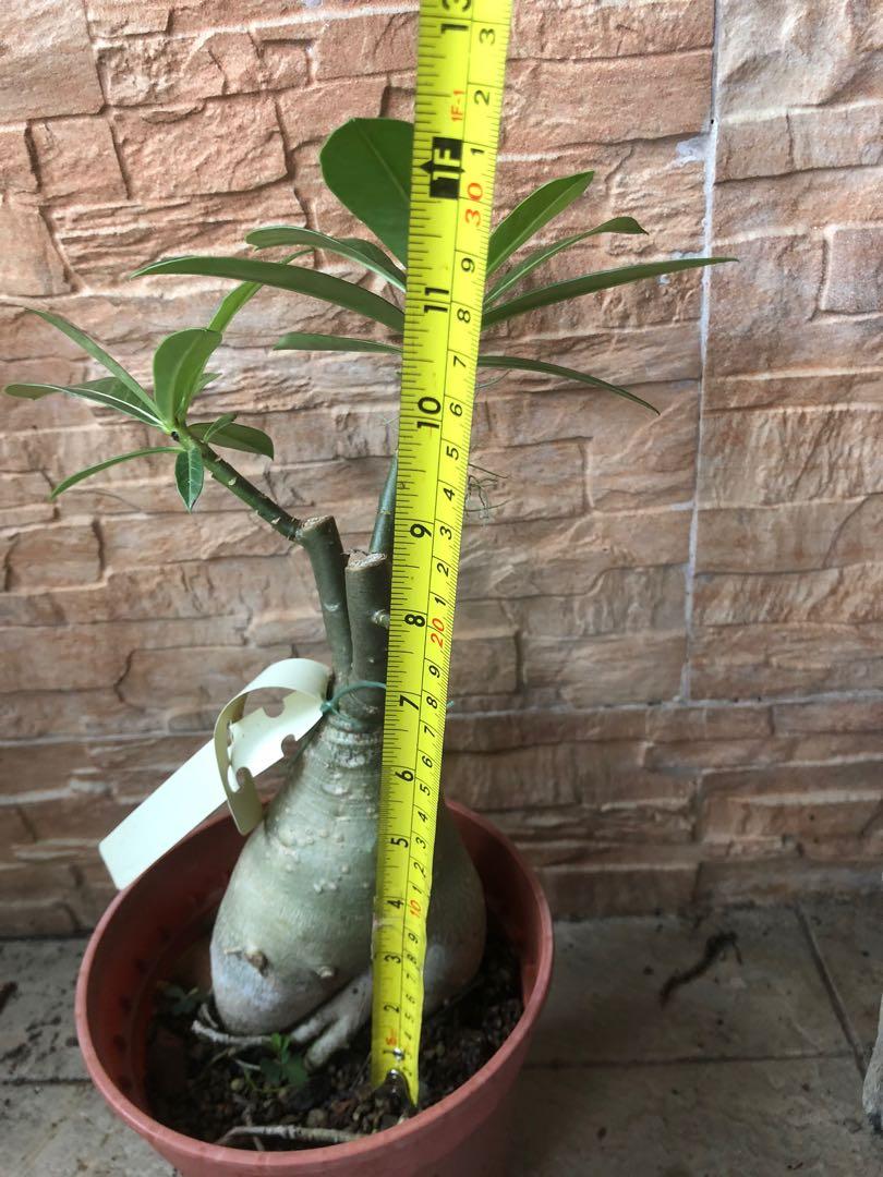 Taiwan Adenium Fat caudex n big flower大奇迹, Furniture & Home Living ...