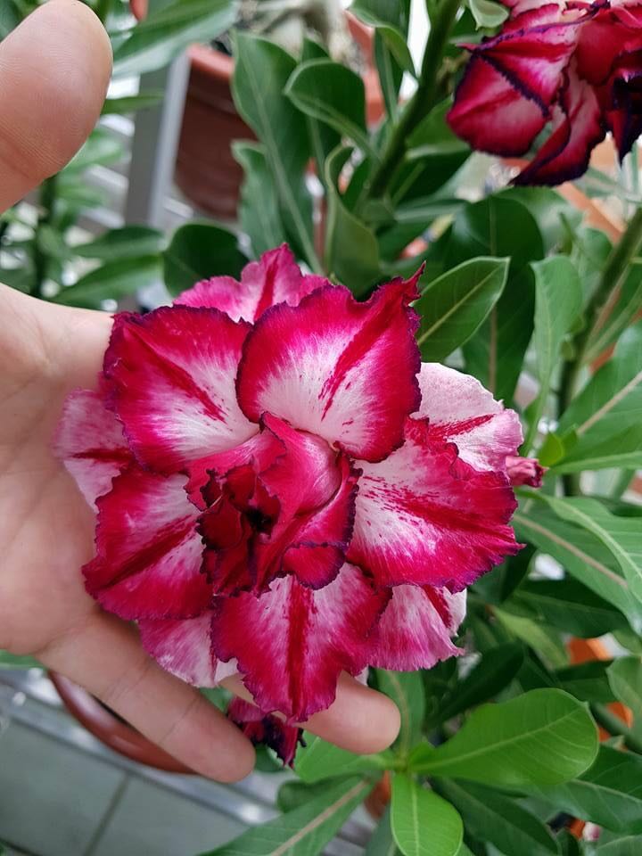 Taiwan Adenium Fat caudex n big flower大奇迹, Furniture & Home Living ...