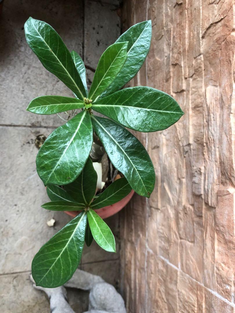 Taiwan Adenium Fat caudex n big flower大奇迹, Furniture & Home Living ...