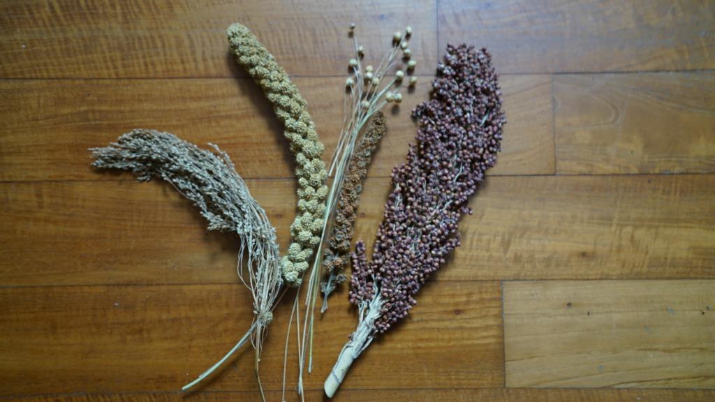 Millet / Seed Spray Sets - Hamster / Bird Foraging / Treats (Red ...