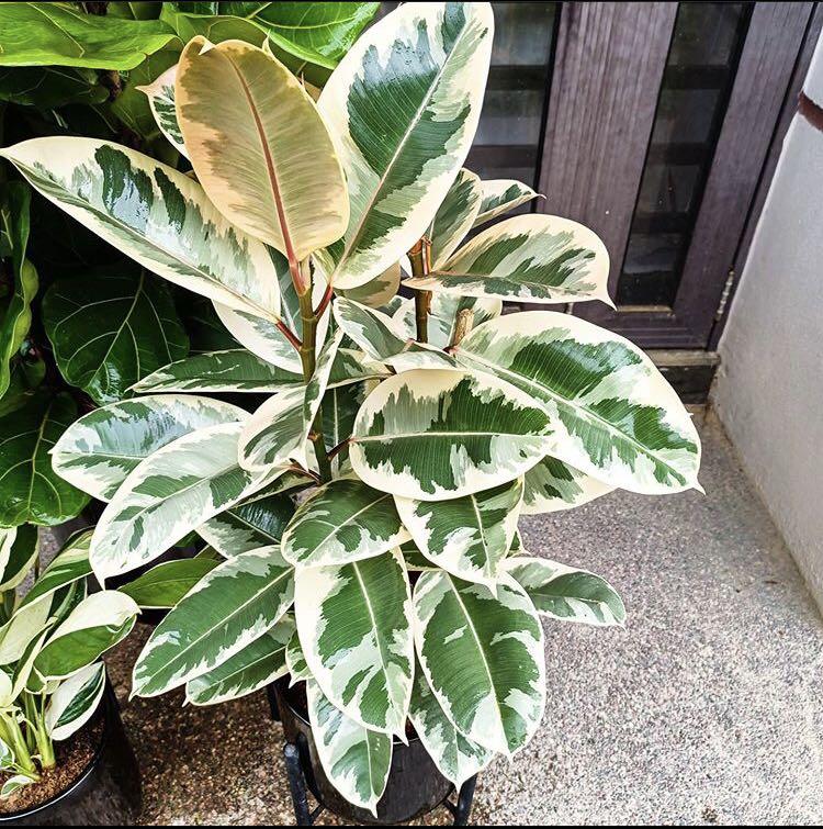 Ficus plant, Furniture & Home Living, Gardening, Plants & Seeds on ...