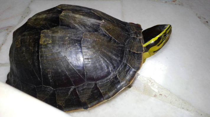 (WTB)Malayan box turtle, Pet Supplies, Homes & Other Pet Accessories on ...