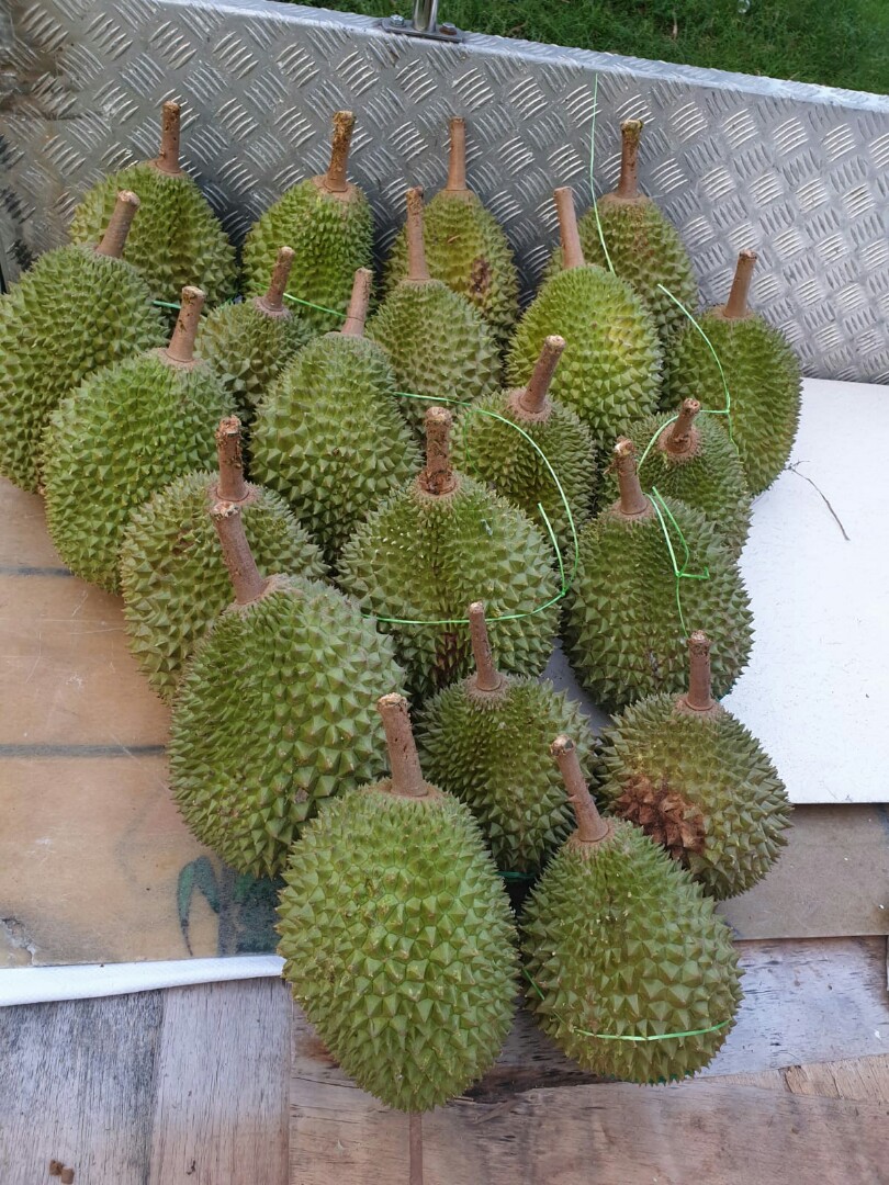 Pahang Old Tree Mao Shang Wang (msw), Gardening, Plants on Carousell