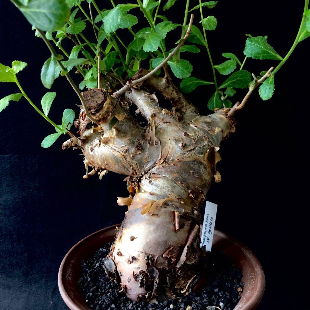 Commiphora Kua sp. Gowlelo, Furniture & Home Living, Gardening, Plants ...