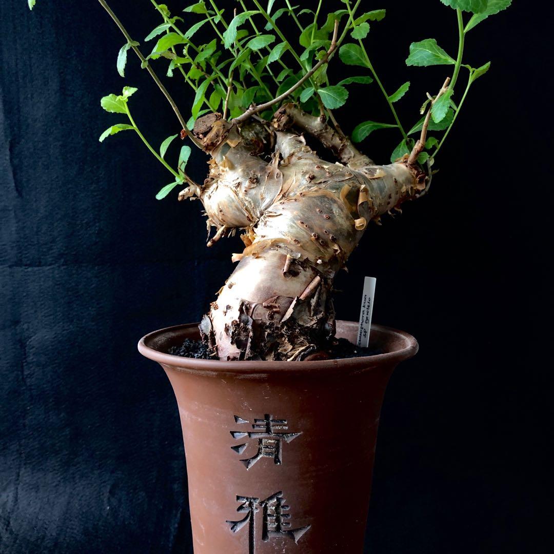 Commiphora Kua sp. Gowlelo, Furniture & Home Living, Gardening, Plants ...