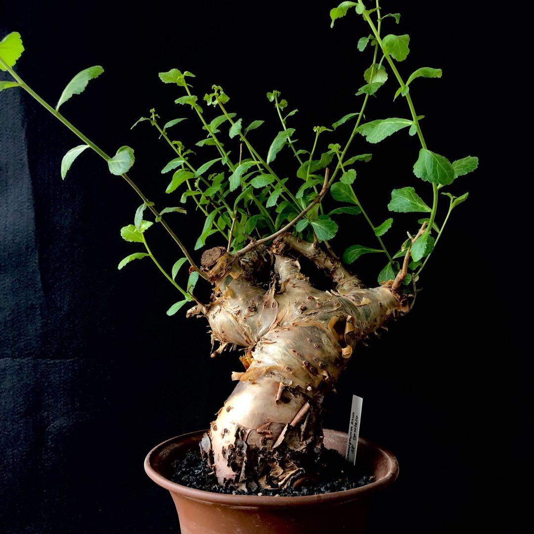 Commiphora Kua sp. Gowlelo, Furniture & Home Living, Gardening, Plants ...