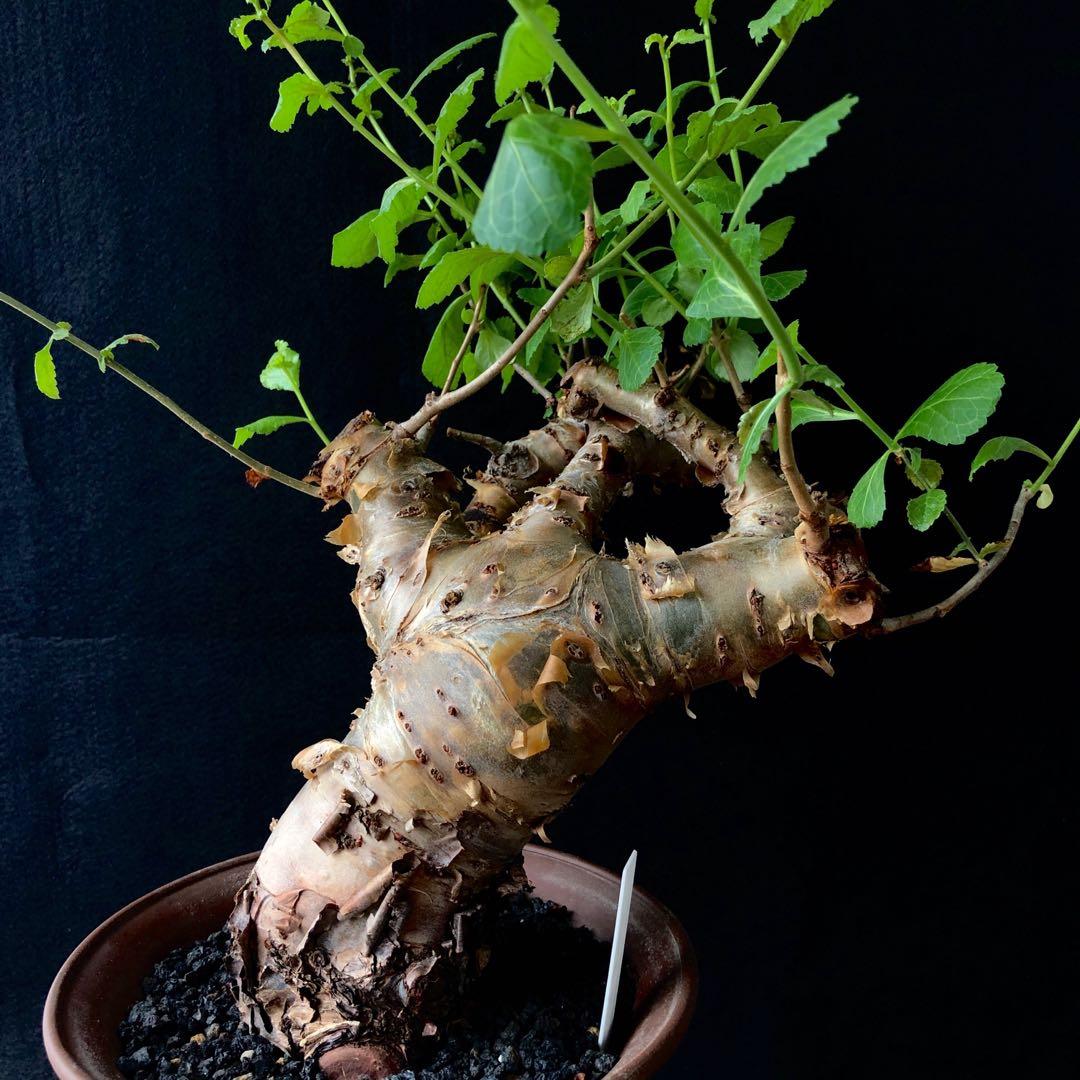 Commiphora Kua sp. Gowlelo, Furniture & Home Living, Gardening, Plants ...