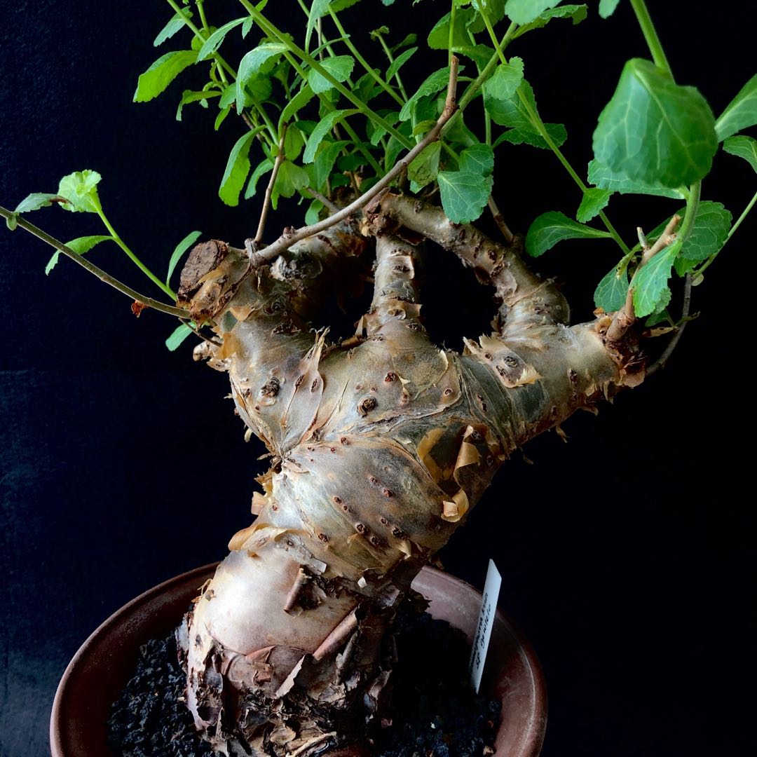 Commiphora Kua sp. Gowlelo, Furniture & Home Living, Gardening, Plants ...