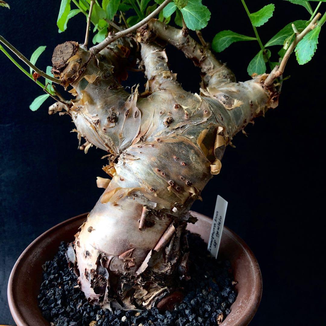 Commiphora Kua sp. Gowlelo, Furniture & Home Living, Gardening, Plants ...