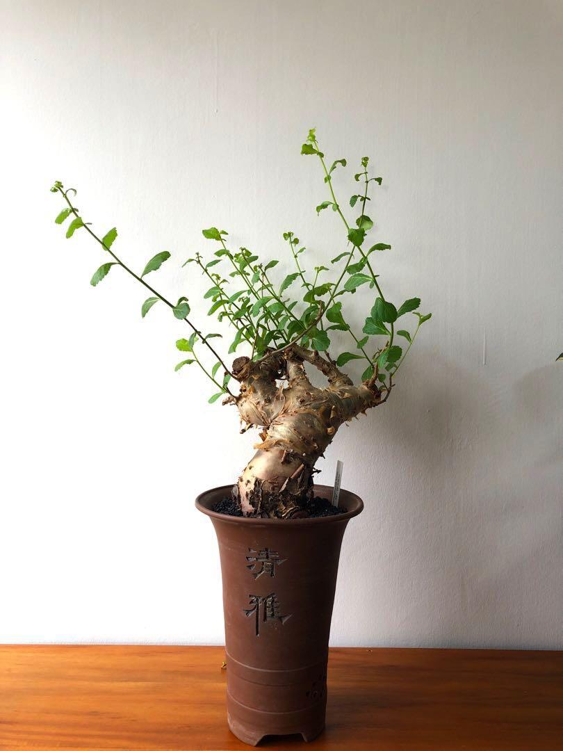 Commiphora Kua sp. Gowlelo, Furniture & Home Living, Gardening, Plants ...