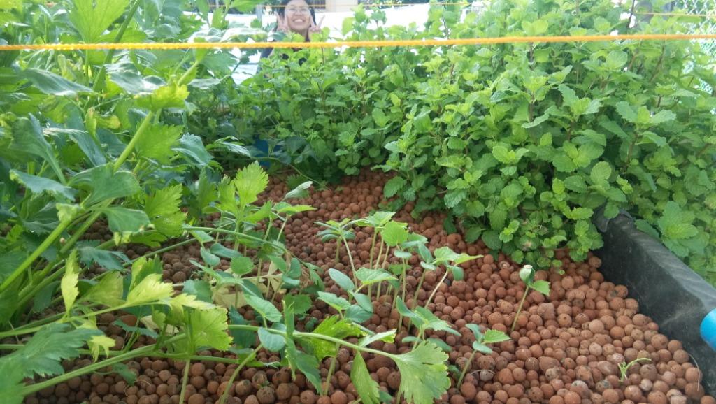 Hydroton 16-25mm 300kg LECA (Made in Germany), Furniture & Home Living ...