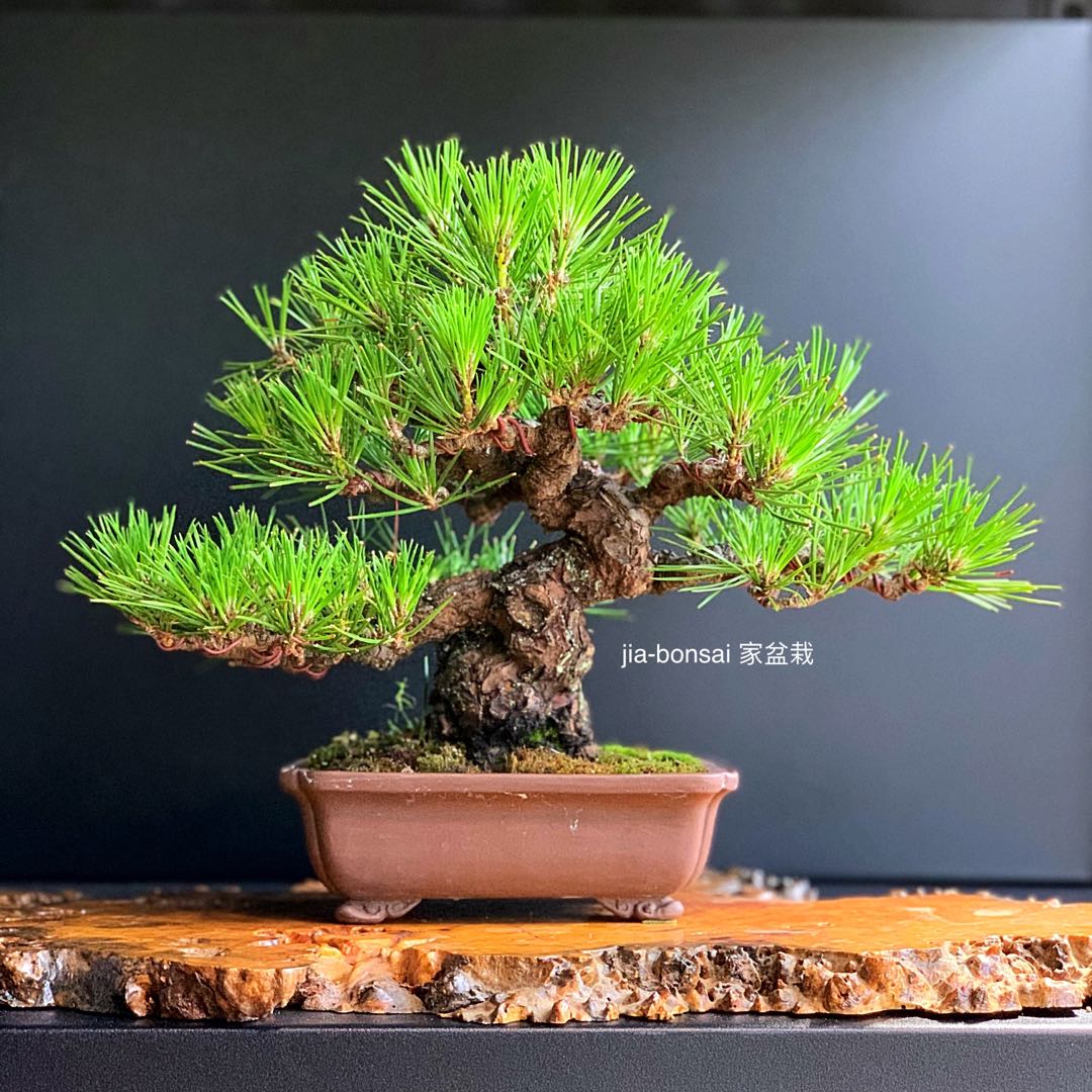 Japanese Black Pine Shohin Bonsai, Furniture & Home Living, Gardening ...