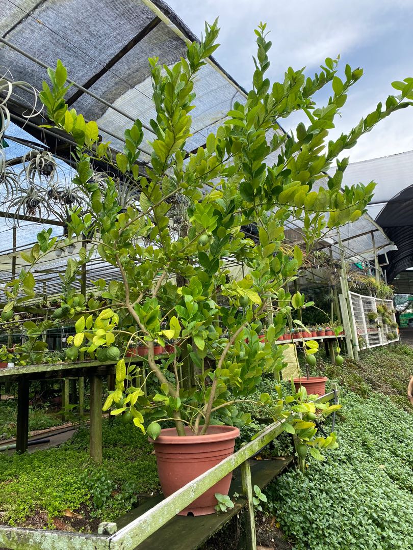 Lemmon Taiwan, Gardening, Plants on Carousell