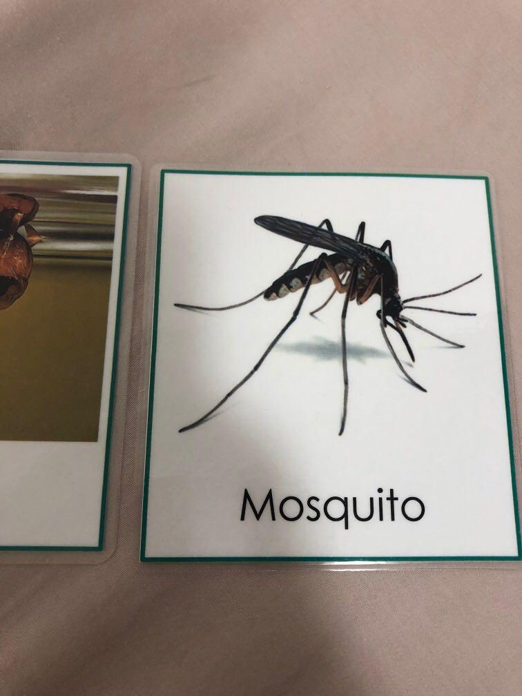 Life cycle of a mosquito cards laminated, Everything Else on Carousell