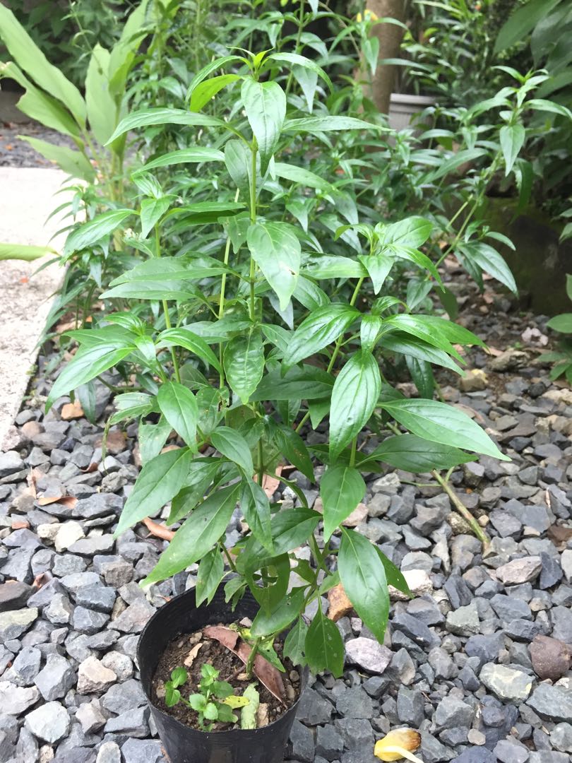 Organic Serpentina plant (Herbal medicine), Furniture & Home Living ...