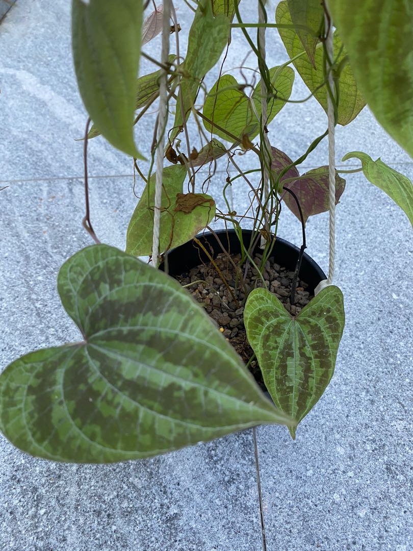 Rare Dioscorea Discolor, Furniture & Home Living, Gardening, Plants ...