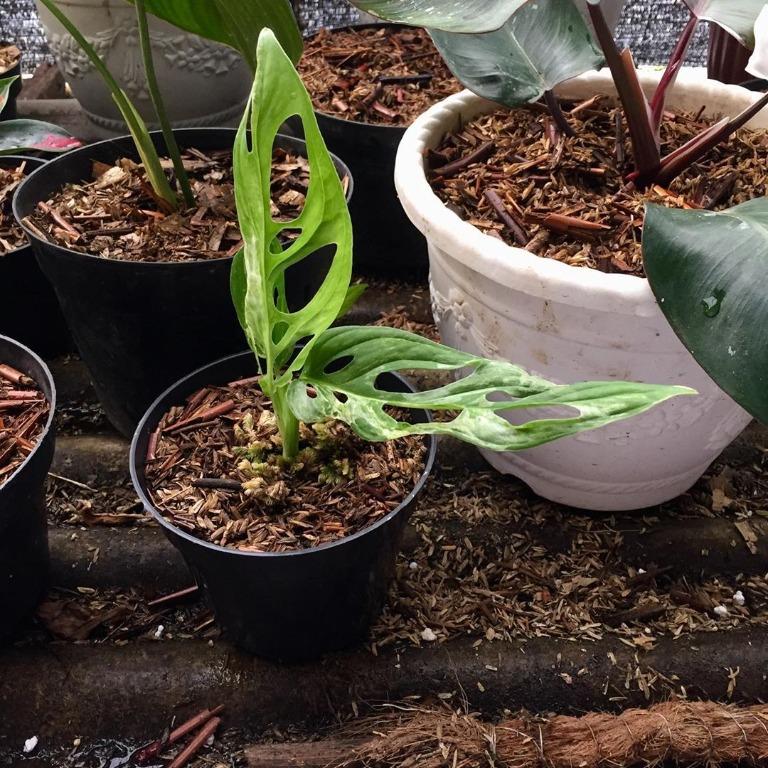 rare narrow form mint variegated adansonii, Furniture & Home Living ...