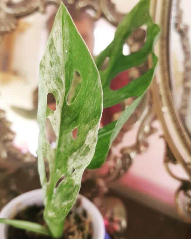 rare narrow form mint variegated adansonii, Furniture & Home Living ...
