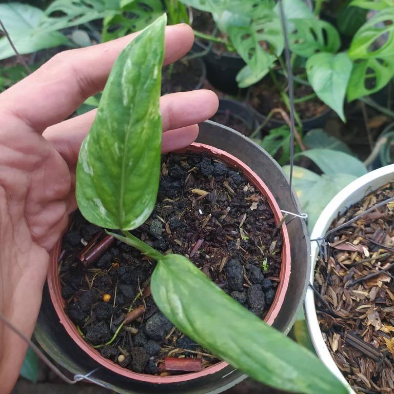 rare narrow form mint variegated adansonii, Furniture & Home Living ...