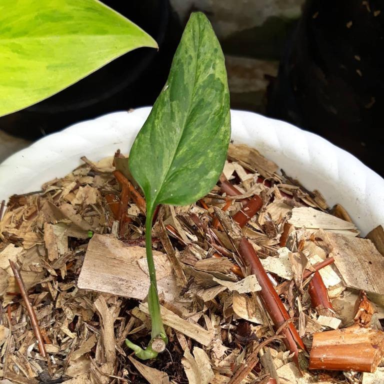 rare narrow form mint variegated adansonii, Furniture & Home Living ...