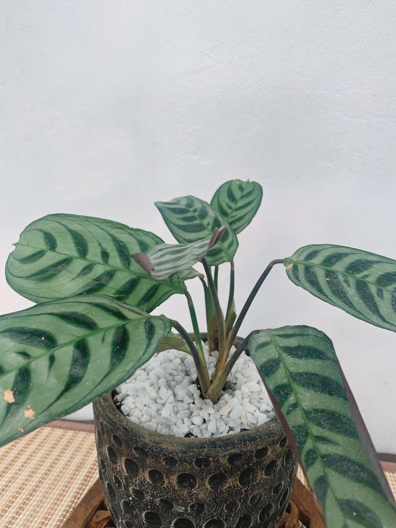 Calathea Burle Marxii "Fishbone Prayer Plant", Furniture & Home Living ...