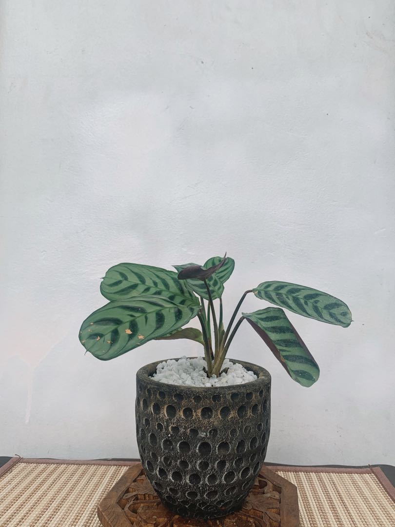 Calathea Burle Marxii "Fishbone Prayer Plant", Furniture & Home Living ...