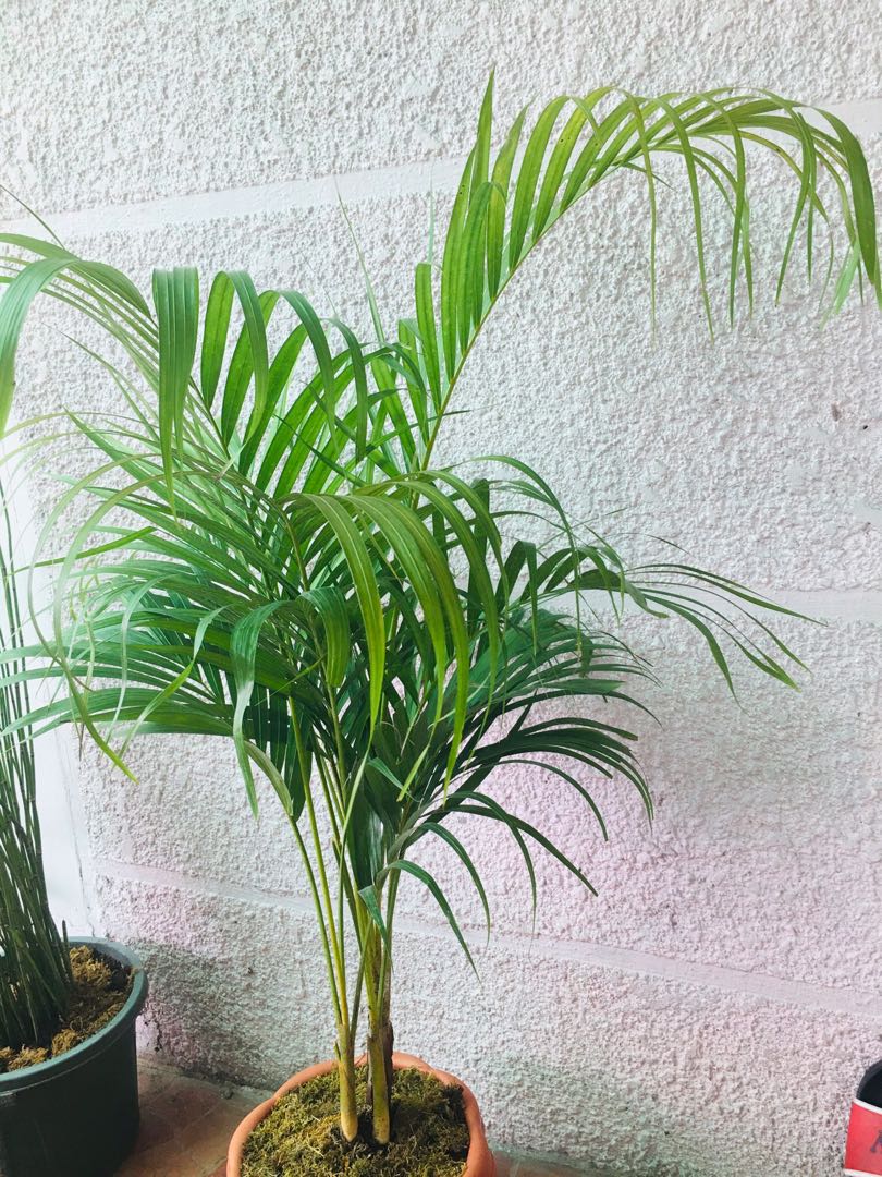 PALMERA INDOOR HOUSE PLANT, Furniture & Home Living, Gardening, Plants ...