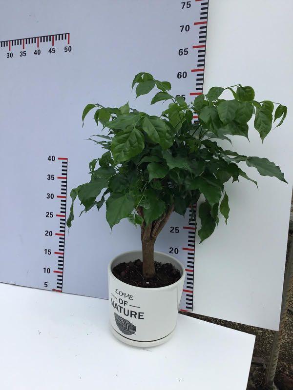 Happiness tree with ceramic pot, Furniture & Home Living, Home Decor ...