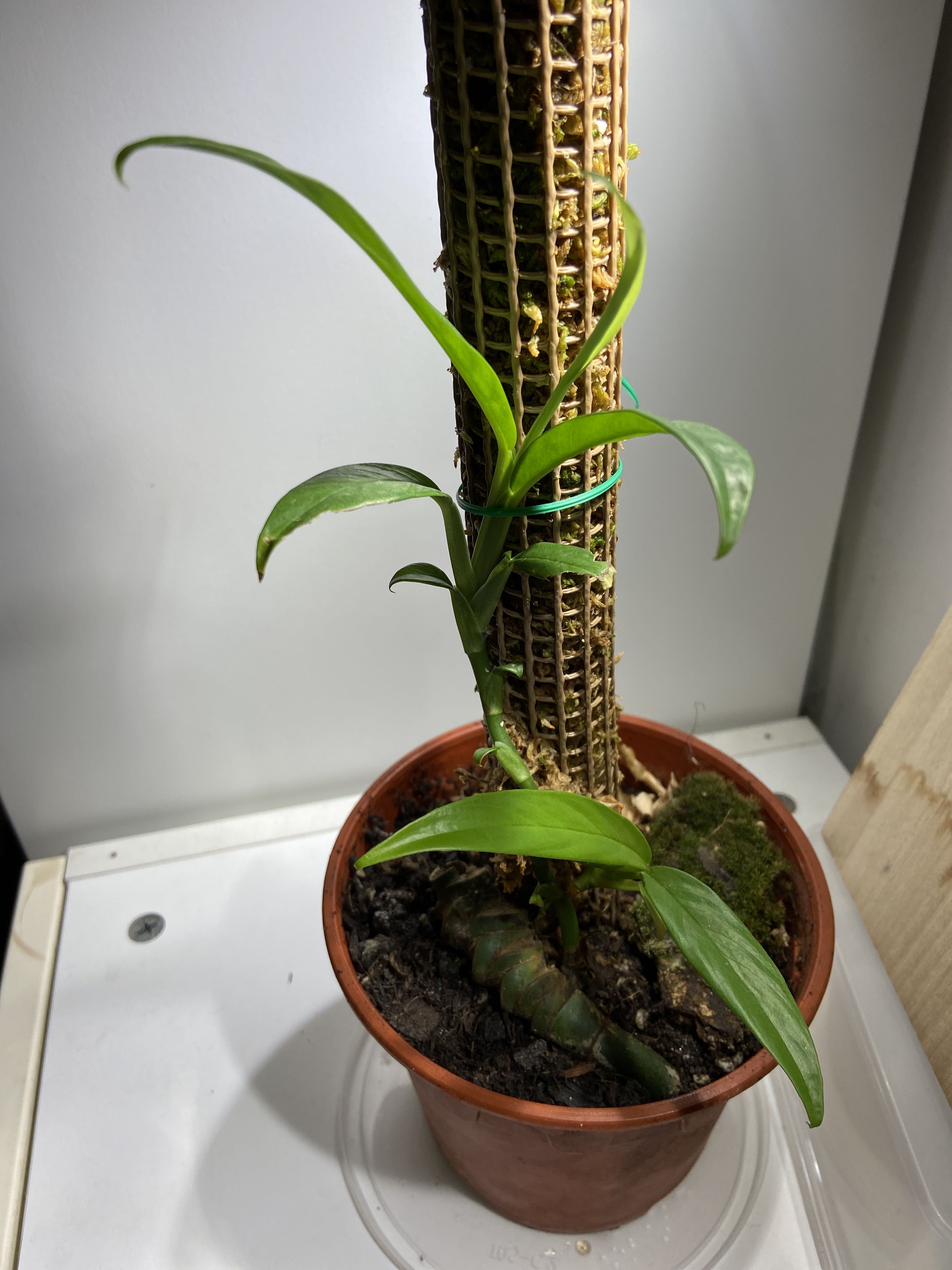 rhaphidophora angustata, Furniture & Home Living, Gardening, Plants ...