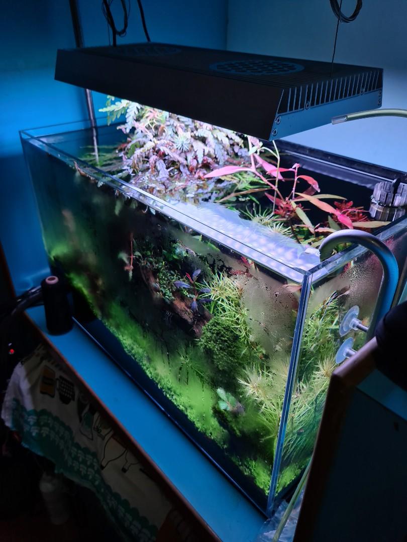 [SELLING] Crystal Glass tanks, Pet Supplies, Homes & Other Pet ...