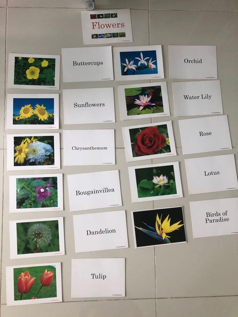 A5 Flash cards children shichida high speed flashing heguru, Hobbies ...