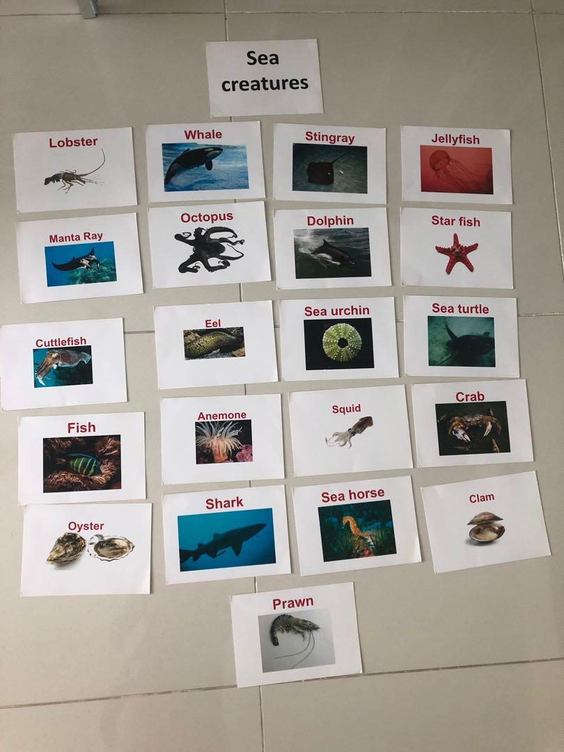 A5 Flash cards children shichida high speed flashing heguru, Hobbies ...