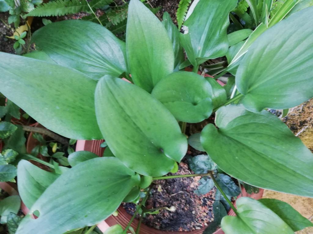 Mid-year promo: Rare Rodent Tuber Plant Reputed Remedy For Cancer ...