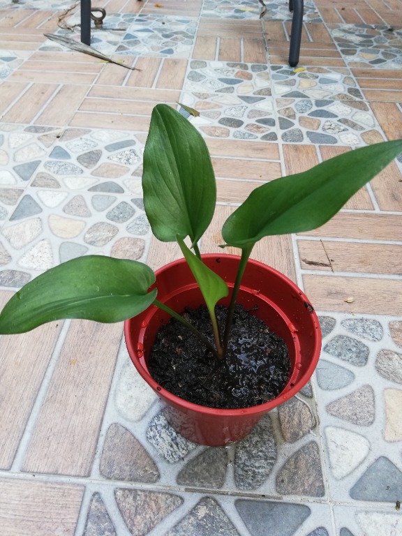 Mid-year promo: Rare Rodent Tuber Plant Reputed Remedy For Cancer ...