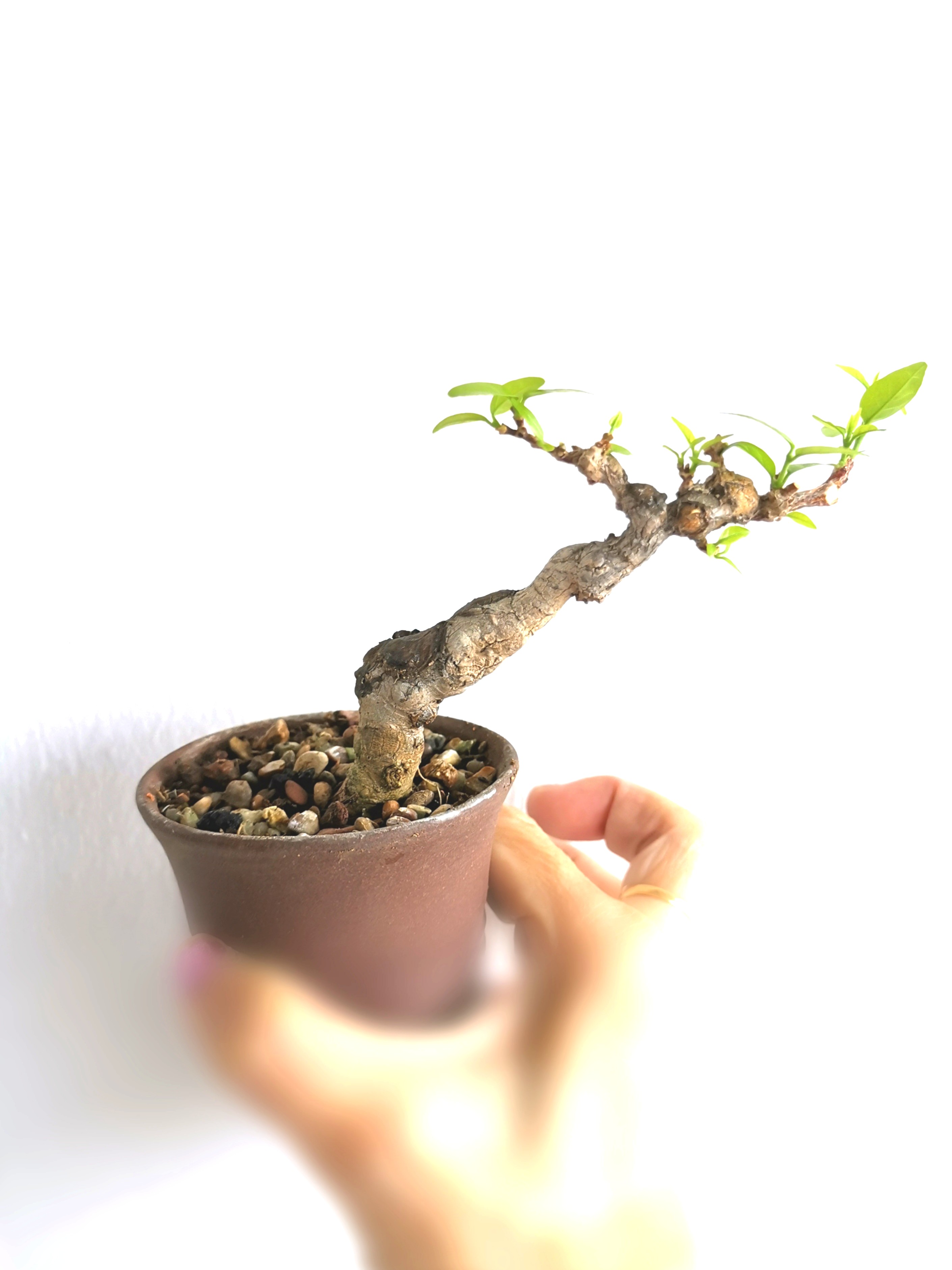 Bonsai mame miniature wrightia/shui Mei 水悔, Furniture & Home Living ...