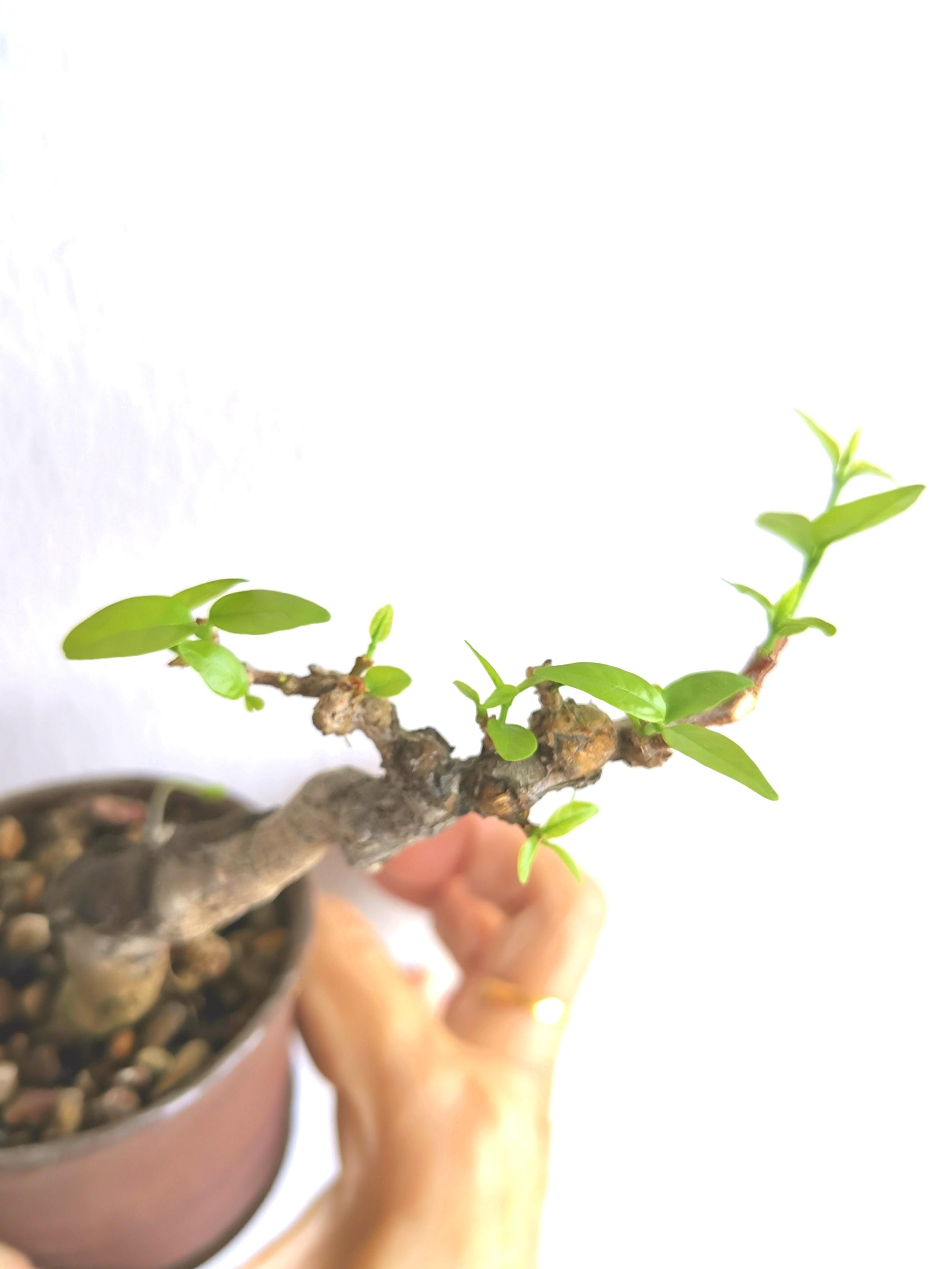 Bonsai mame miniature wrightia/shui Mei 水悔, Furniture & Home Living ...