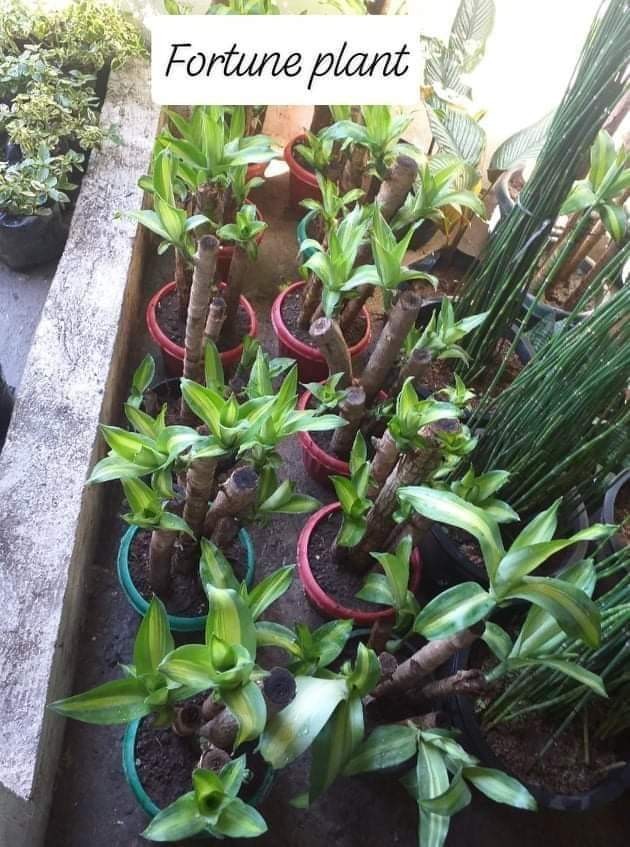 Fortune Plants (big), Furniture & Home Living, Gardening, Plants ...