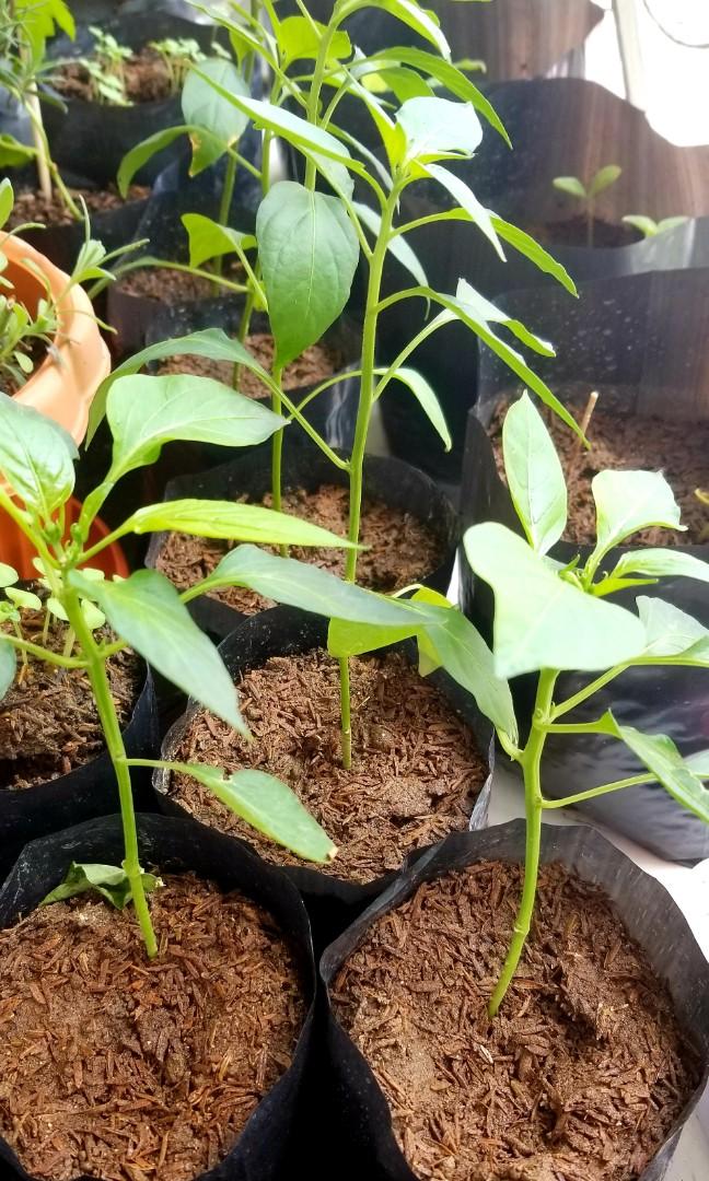 Pepper chili siling labuyo seedlings, Furniture & Home Living, Gardening, Plants & Seeds on ...