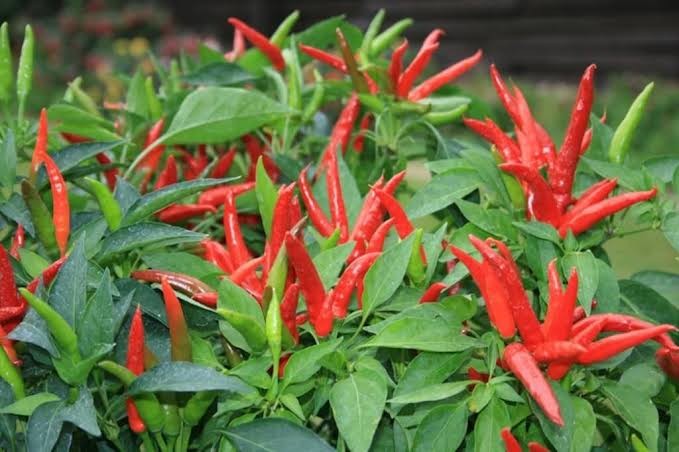 Pepper chili siling labuyo seedlings, Furniture & Home Living ...