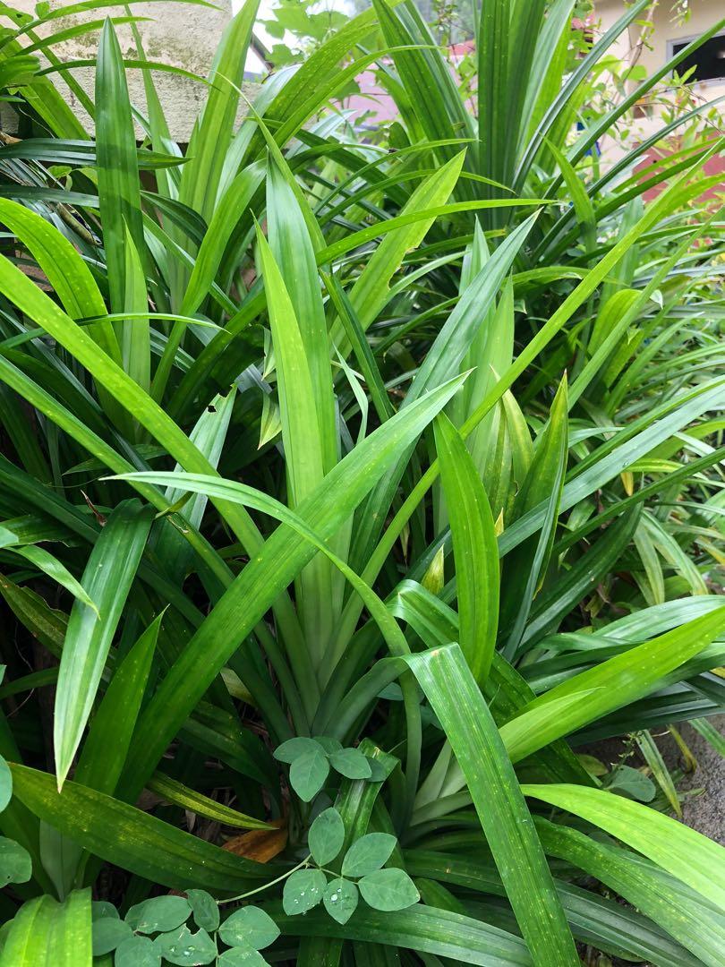 Pokok pandan, Furniture & Home Living, Gardening, Plants & Seeds on ...
