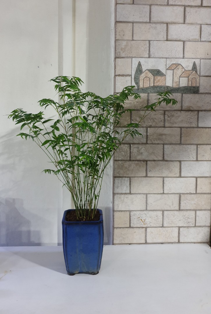 Bonsai mini bamboo tree, Furniture & Home Living, Gardening, Plants ...